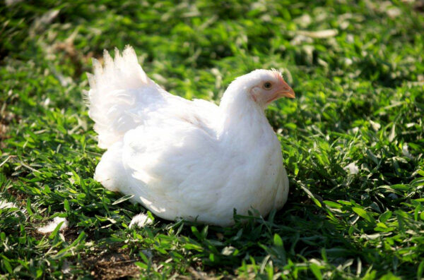 Home - Mary's Chickens